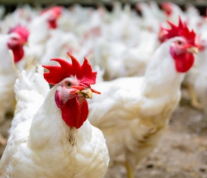 Poultry with a European passport